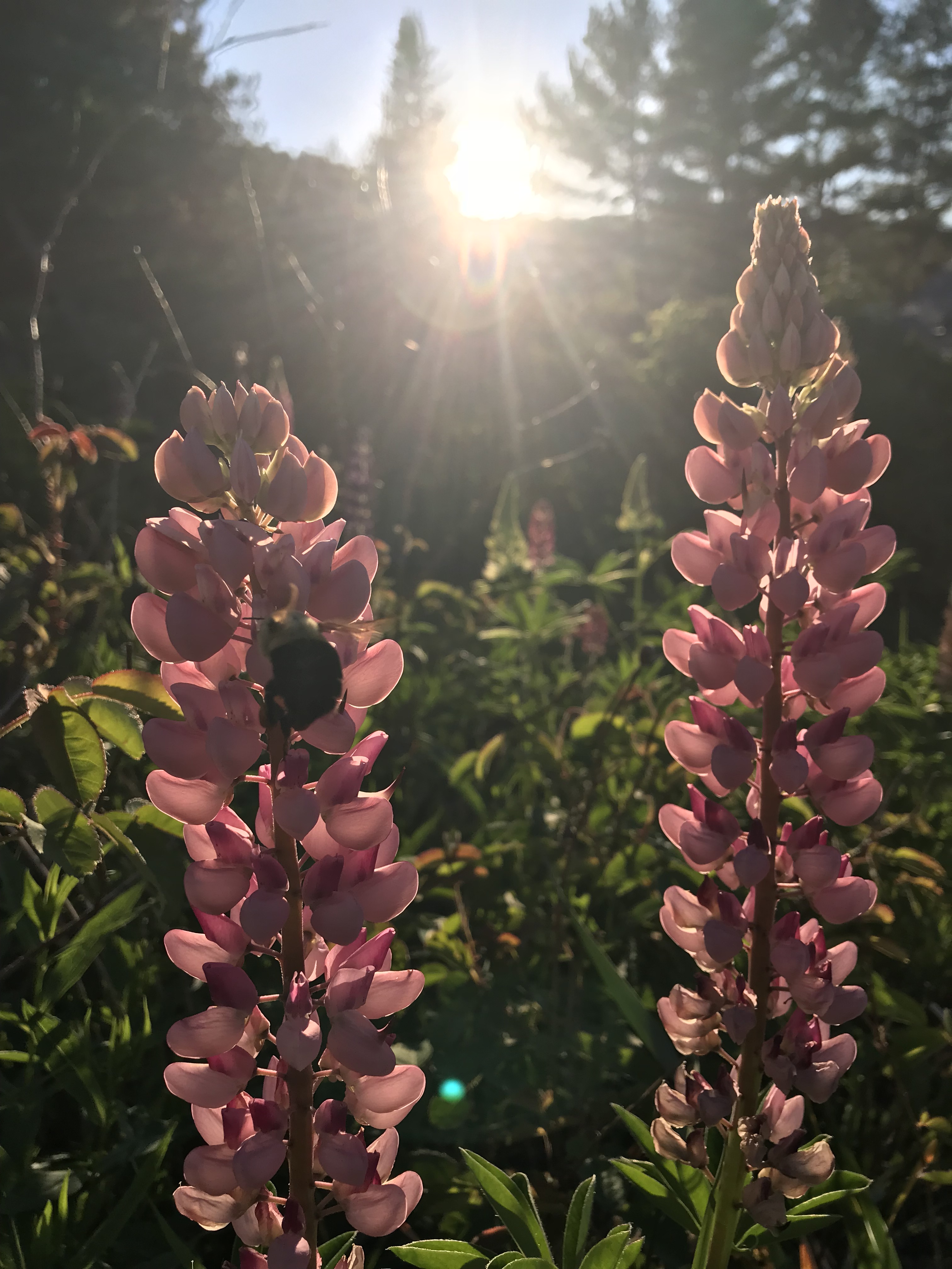 Lady Lupine | Stony Soil Vermont