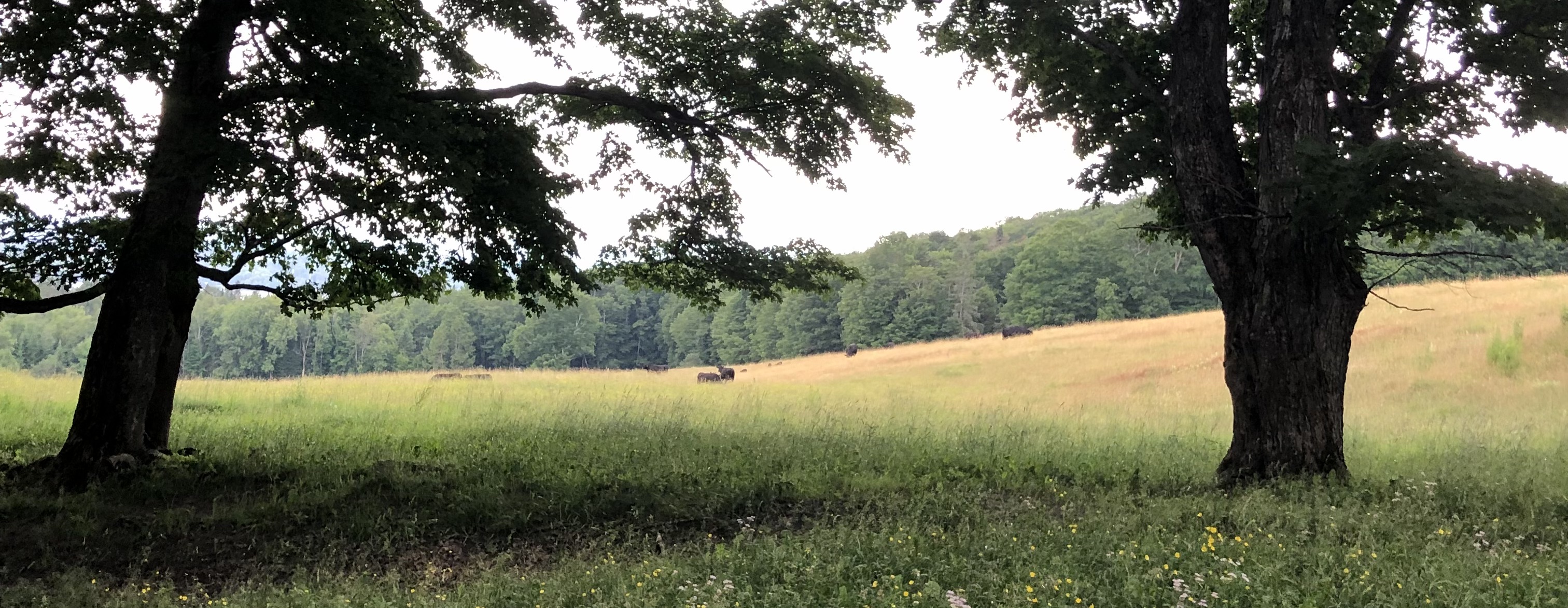 The Wild. | Stony Soil Vermont