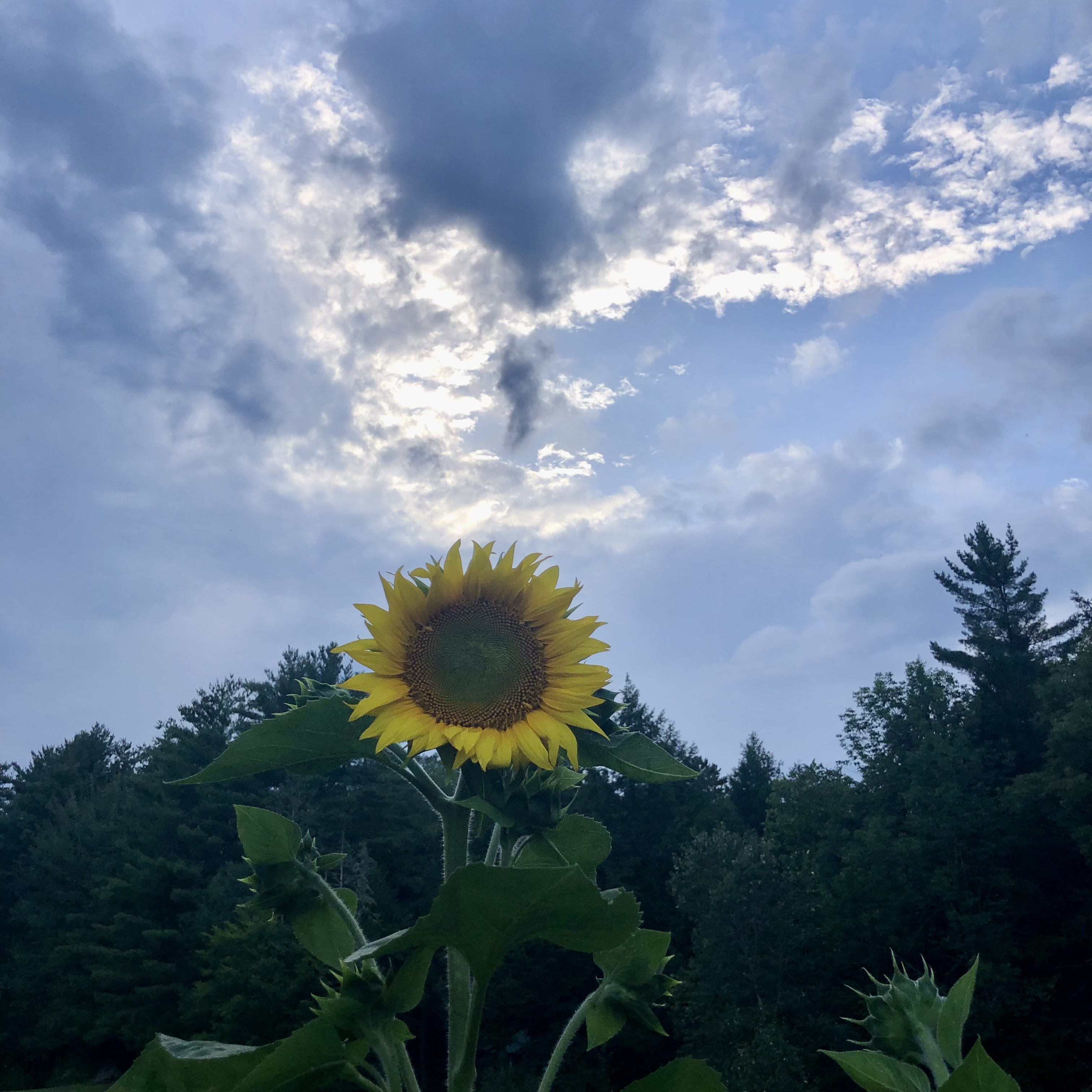 August: Complex Fatigue | Stony Soil Vermont