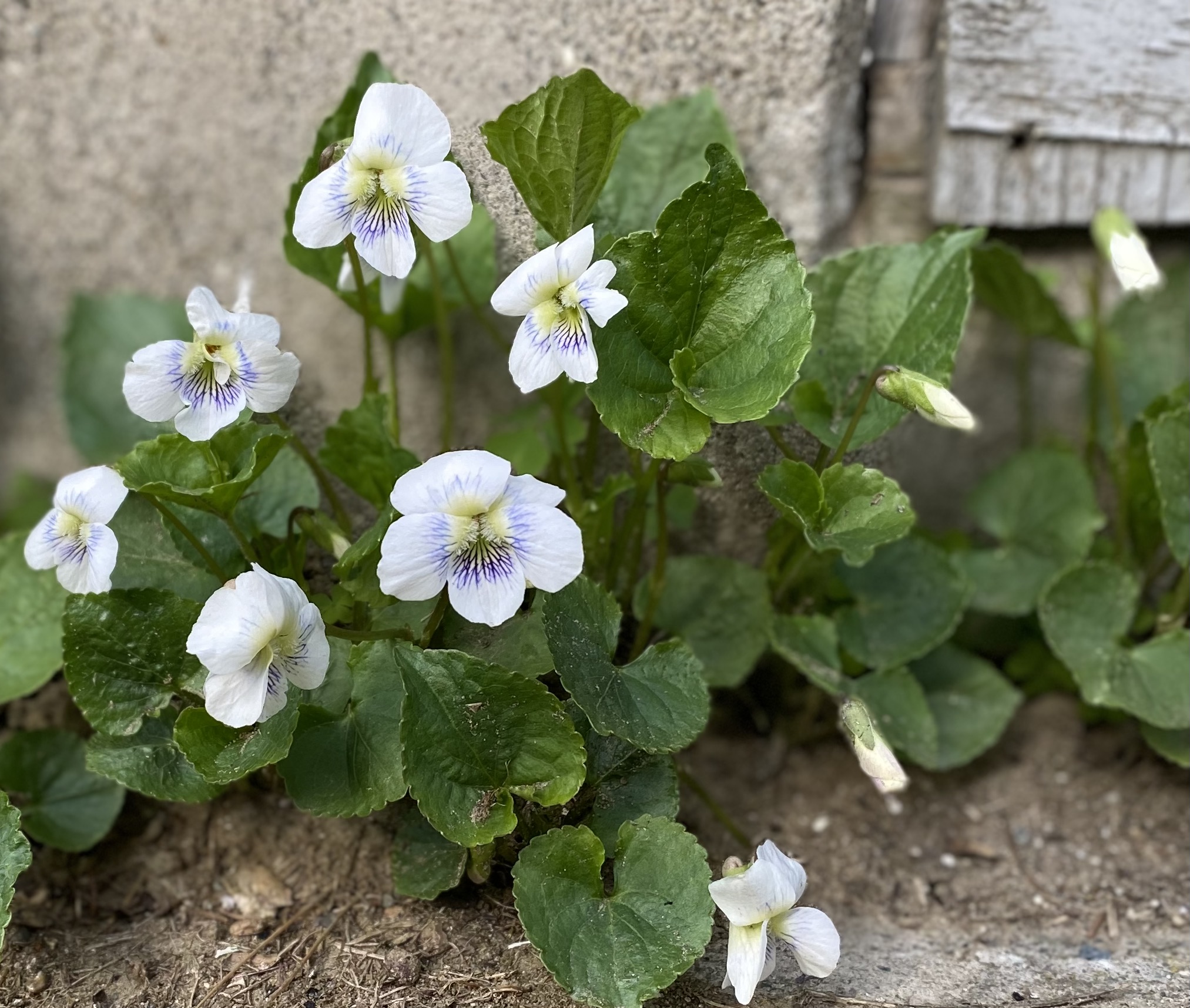 The First Green of Spring | Stony Soil Vermont