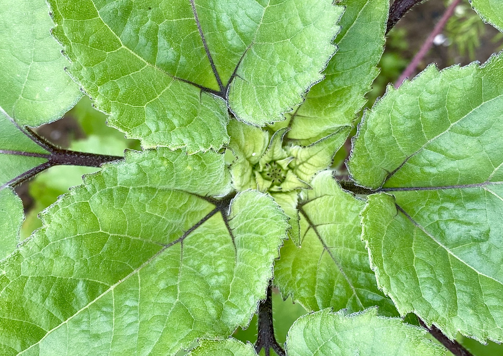 Experiencing the Unprecedented. | Stony Soil Vermont
