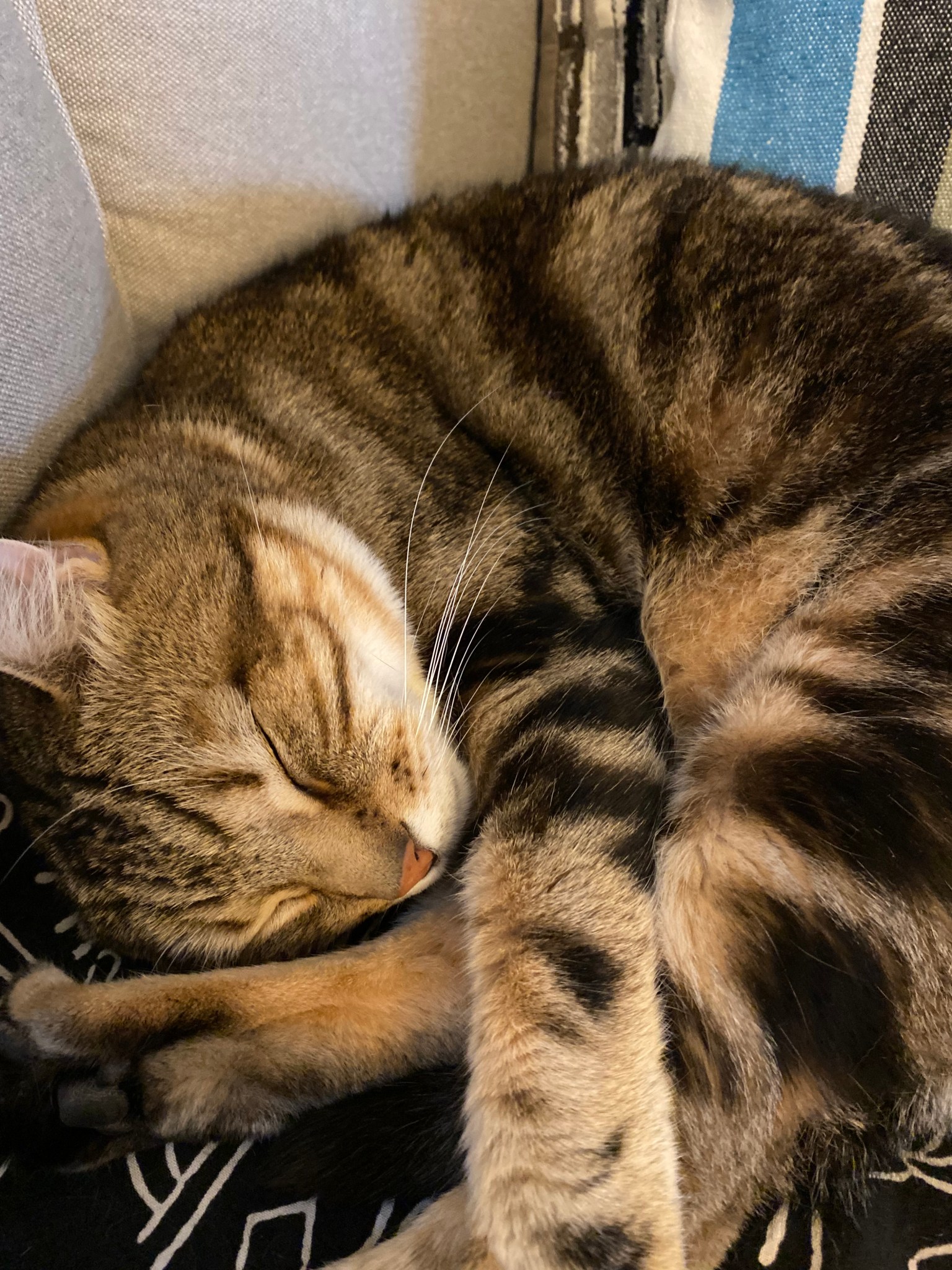 Hay strands for sheep, purring cat, Harry Potter chocolates for ...