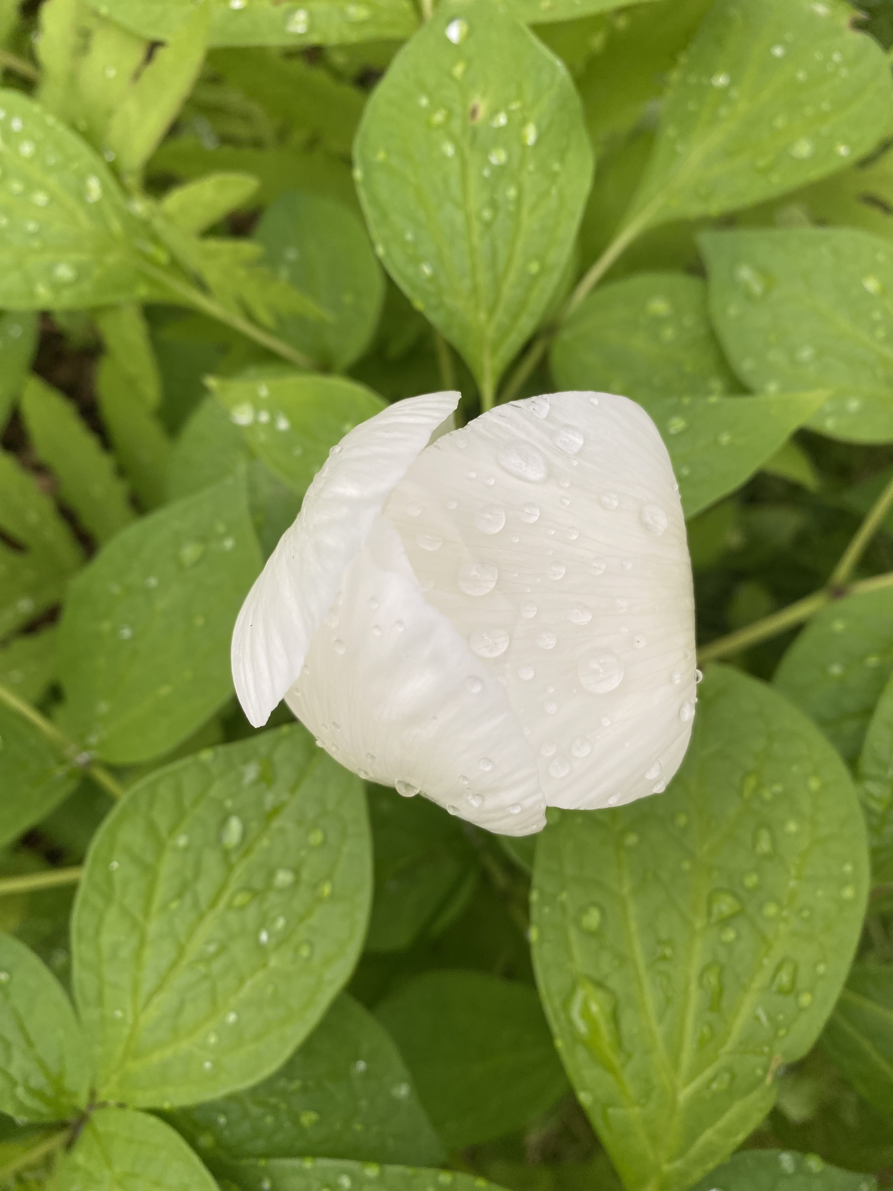 Seeking the Something New. | Stony Soil Vermont