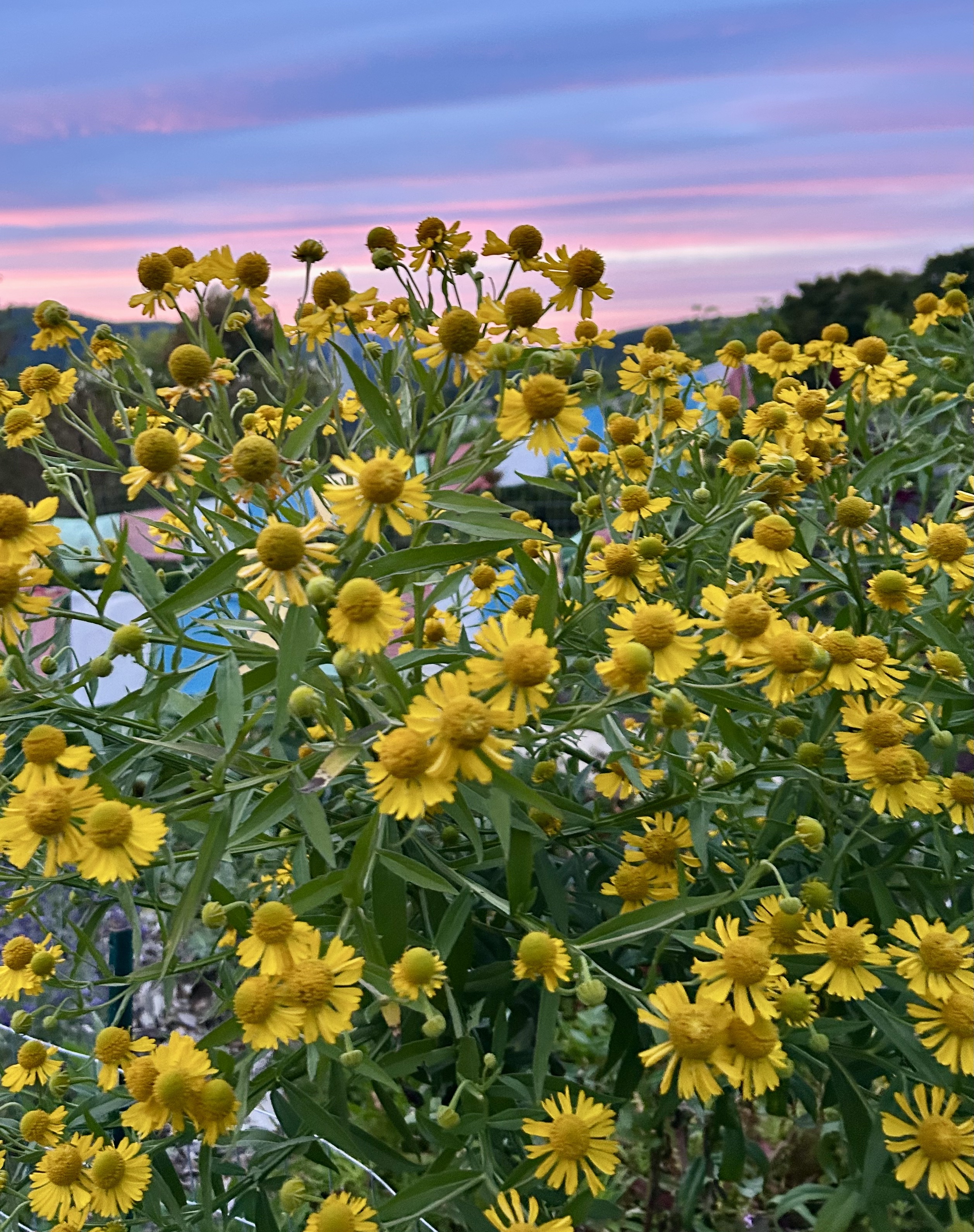 Autumn’s Radiance, Fine Medicine. | Stony Soil Vermont