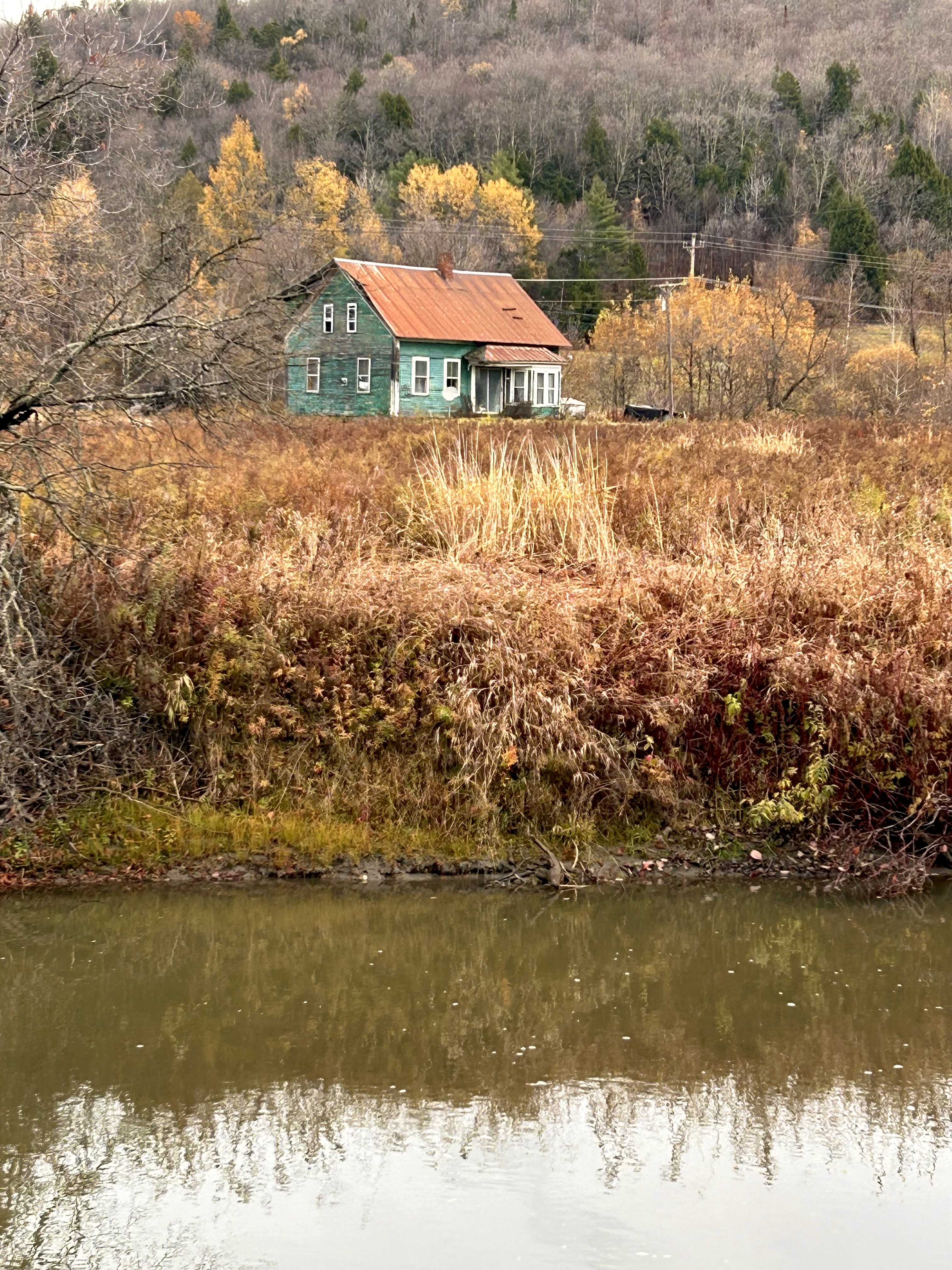 100 Daffodils. | Stony Soil Vermont